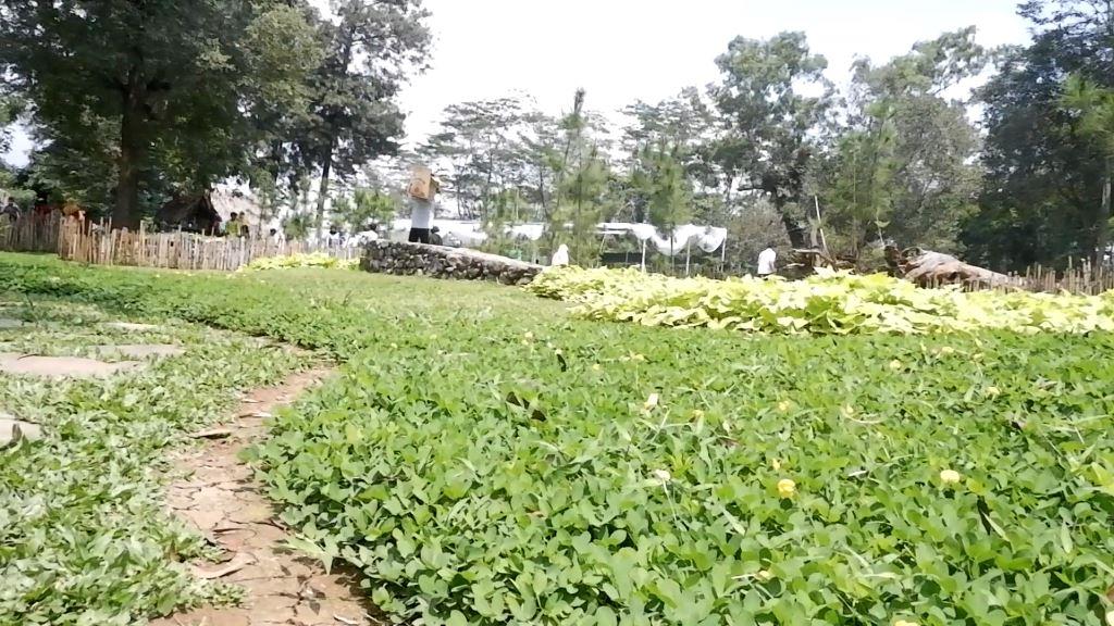 Keindahan Pinusia Park yang Sajikan Spot Alam Keren
